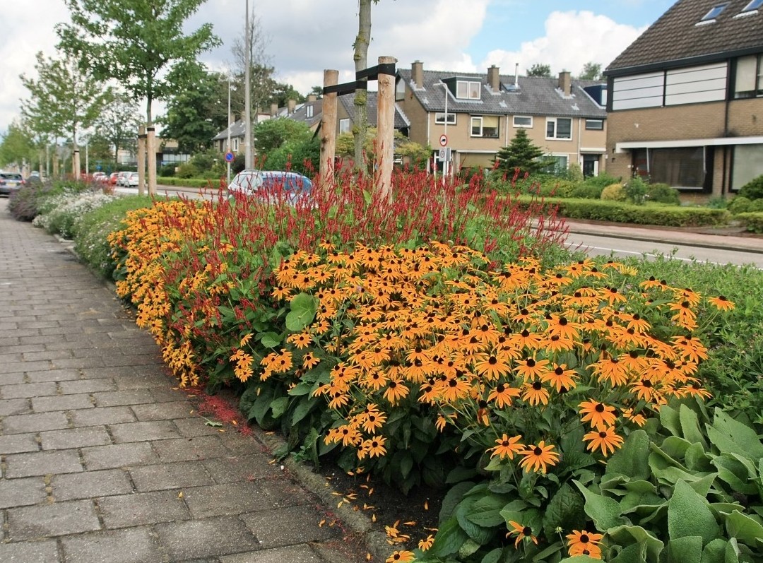 Griffioen brengt de vaste plant naar de openbare ruimte - De Groene Stad